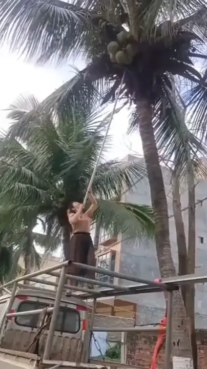 Coconut Head | Scrolller