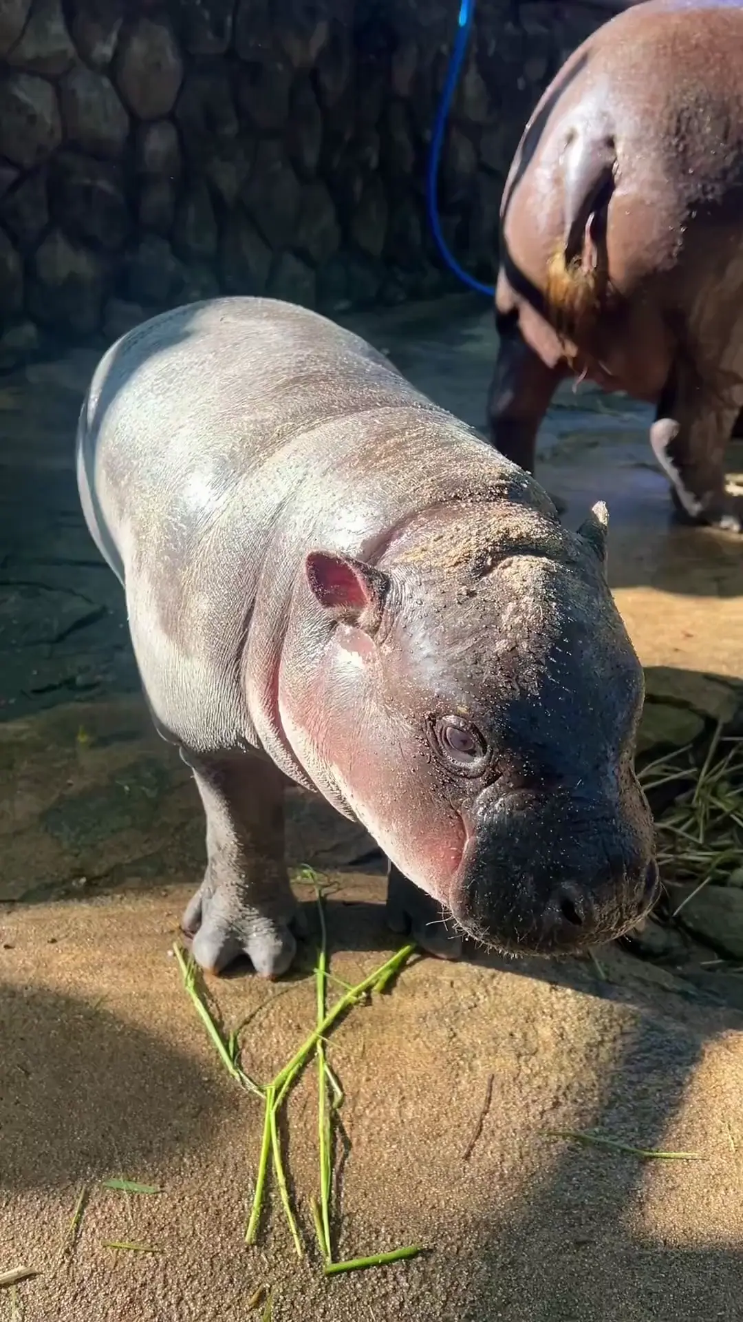 Cold winter and moo Deng dry skin | Scrolller