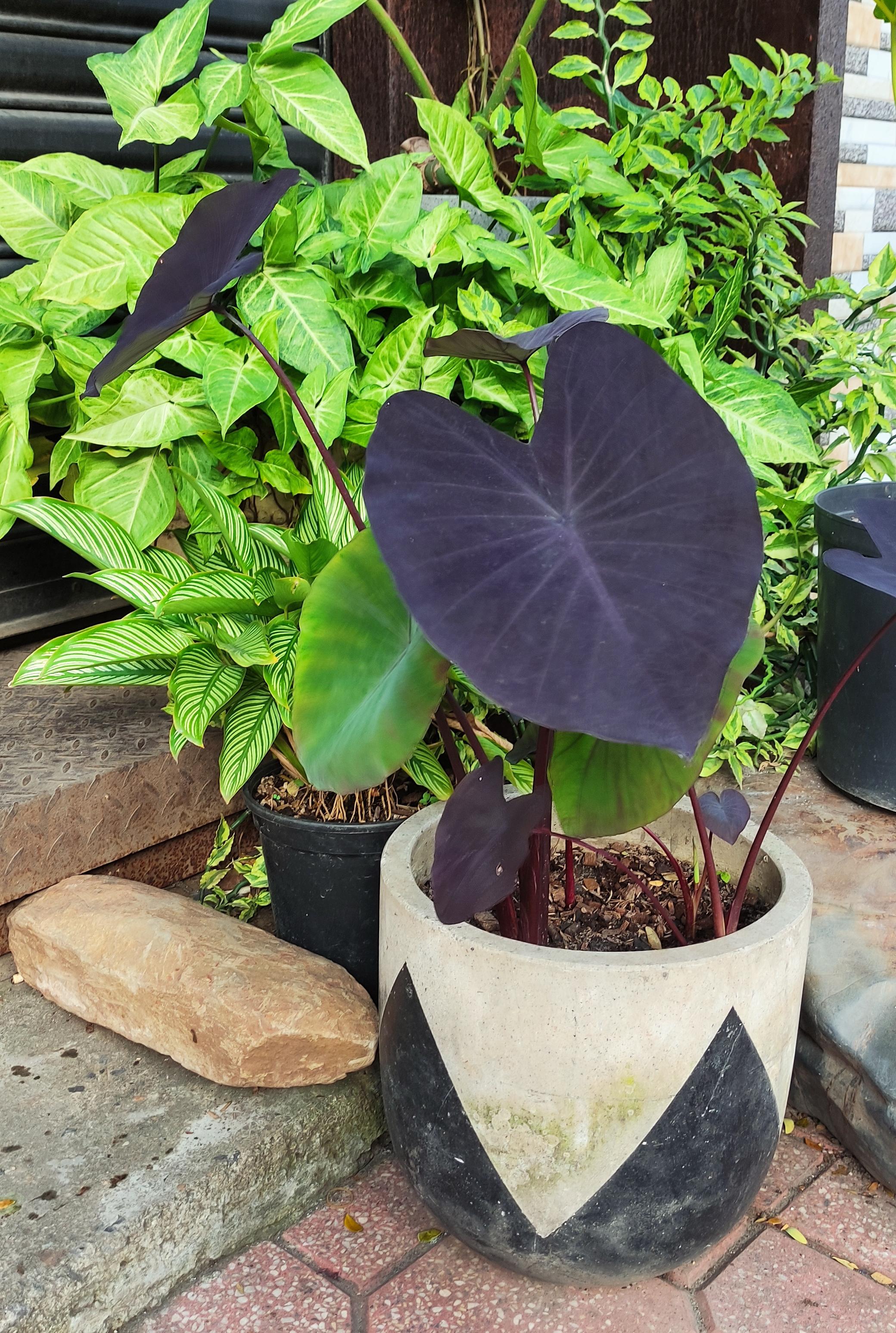 Colocasia Black Magic | Scrolller