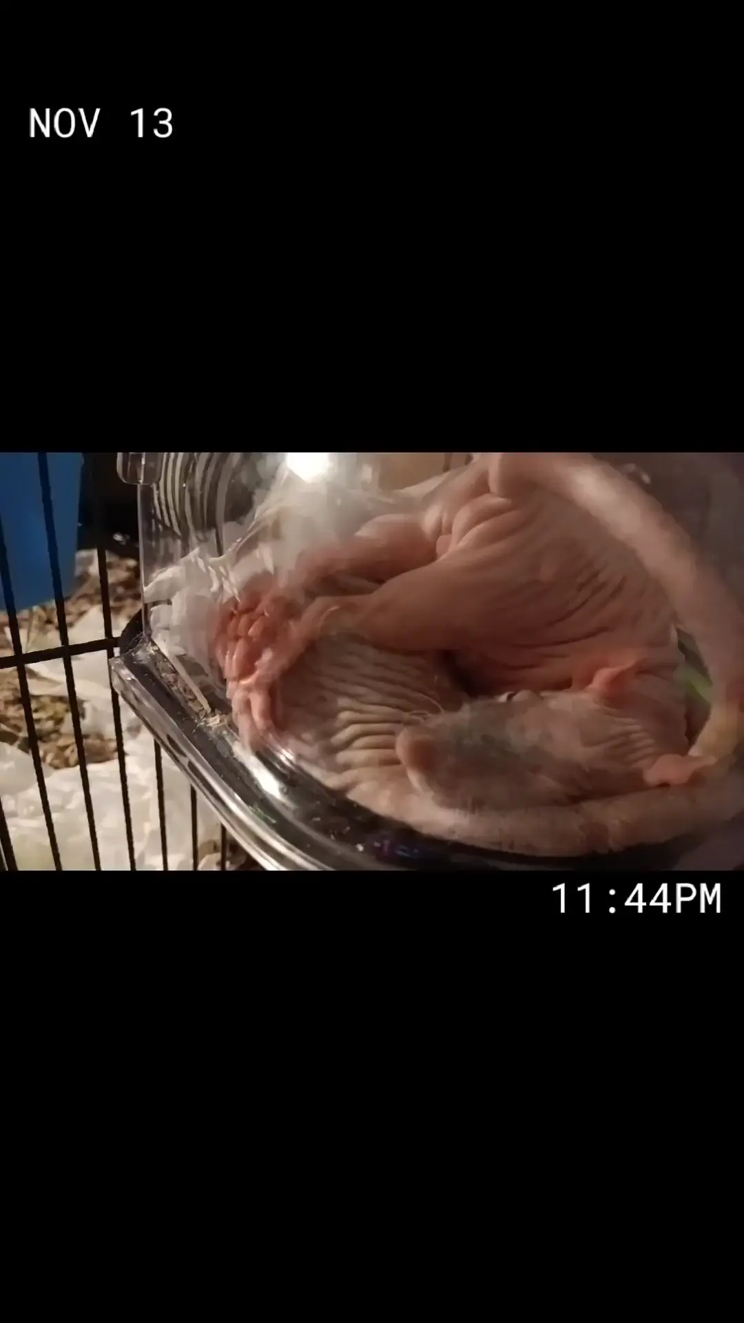 Discover more like RATS: Comfy rat and Related Content | Scrolller