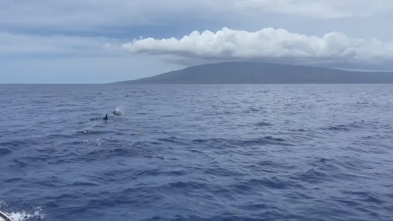 Core Memory - 2023 Maui | Scrolller