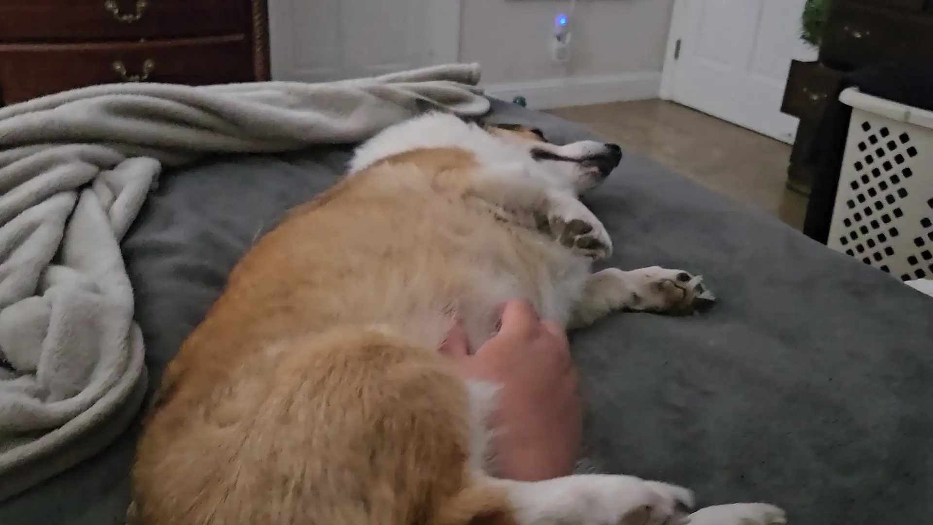 Discover more like Corgis: Corgi Butt Scritches for ur enjoyment and Related Content | Scrolller