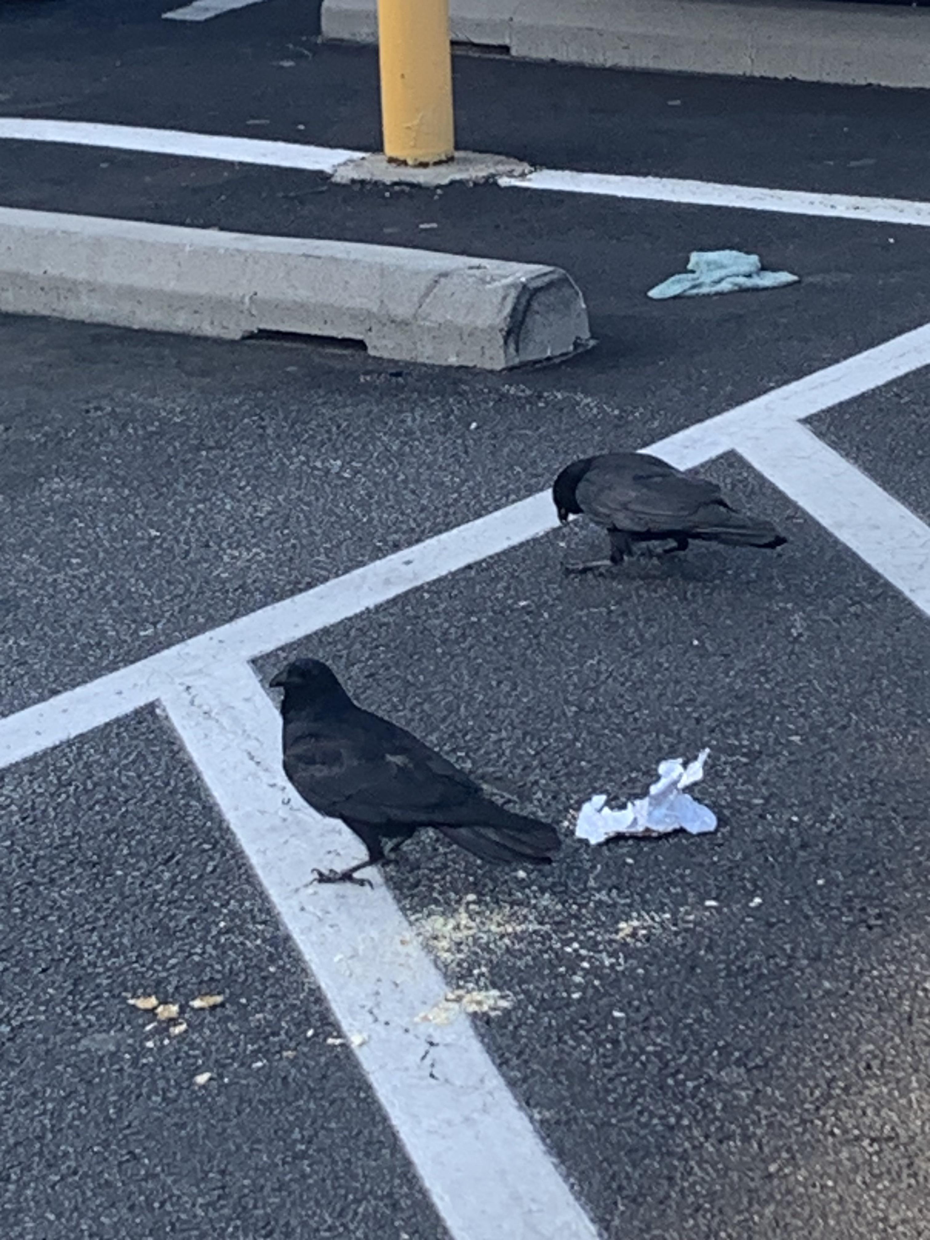 Corvids cleaning up a parking lot mess | Scrolller