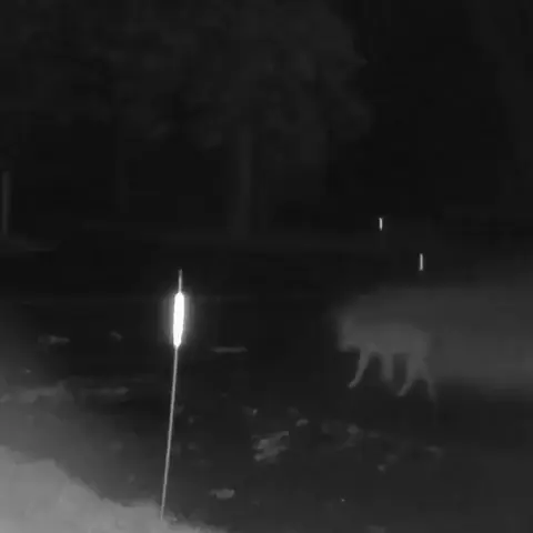 Coyote steals my Sun Chronicle | Scrolller