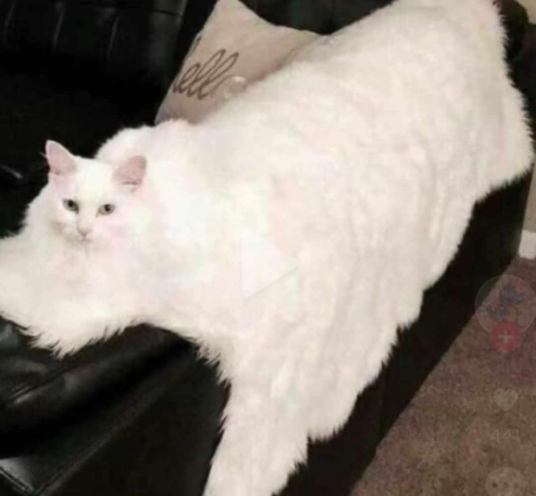 Cozy Cat | Scrolller