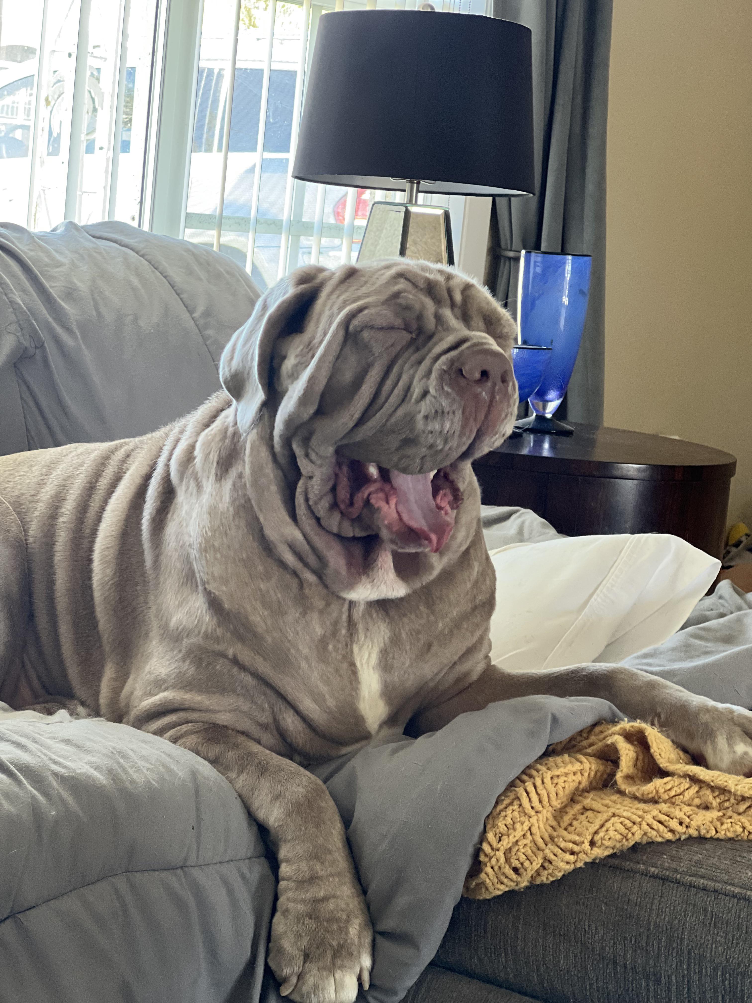 Why so grumpy.. Oh Carmela Marie.. [OC] | Scrolller