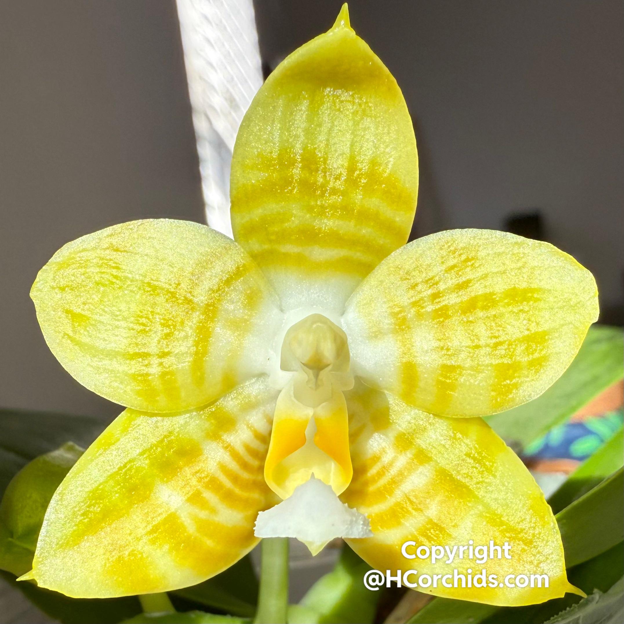 Seedling Blooms | Scrolller