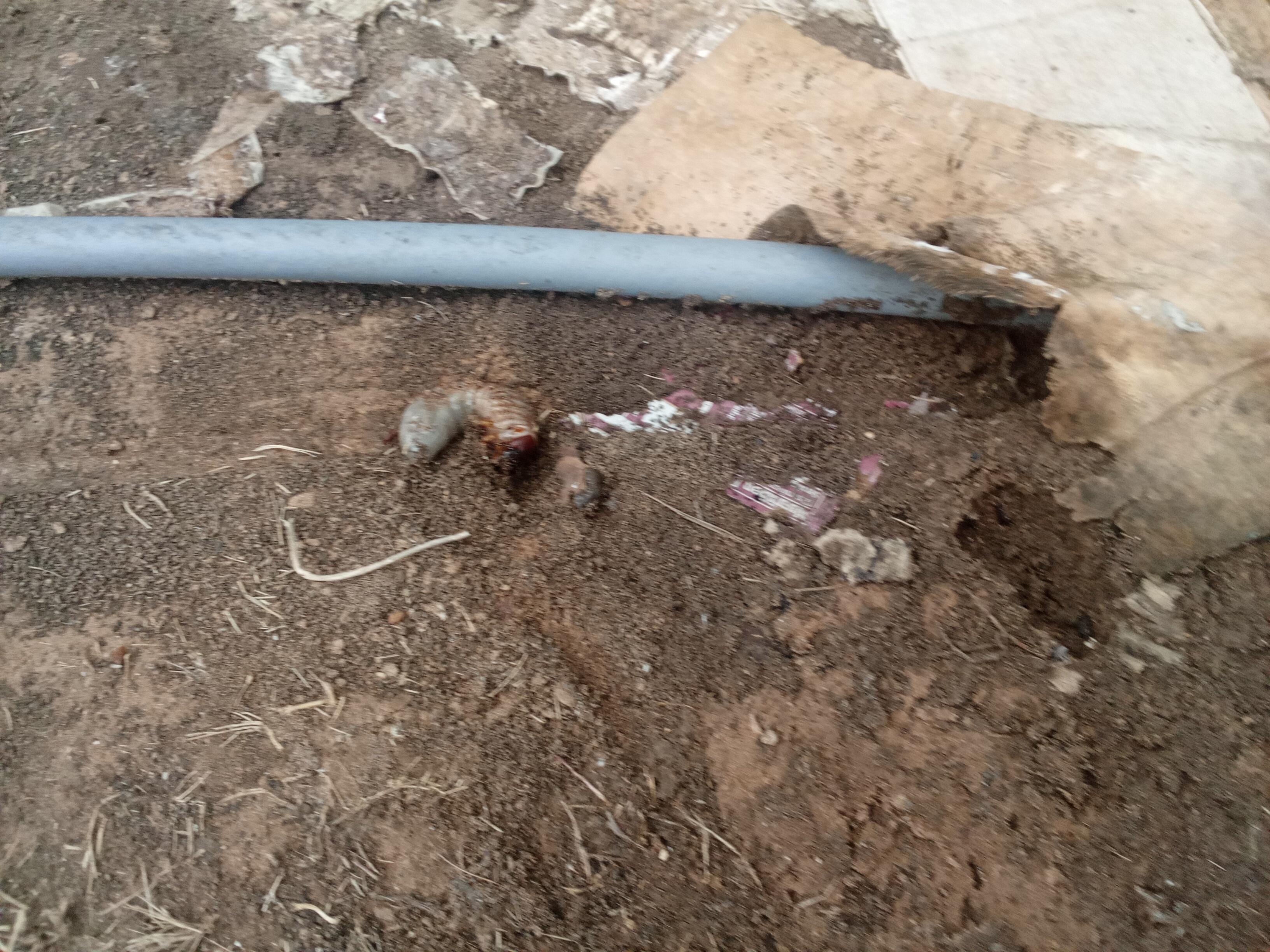 Help identifying | Scrolller