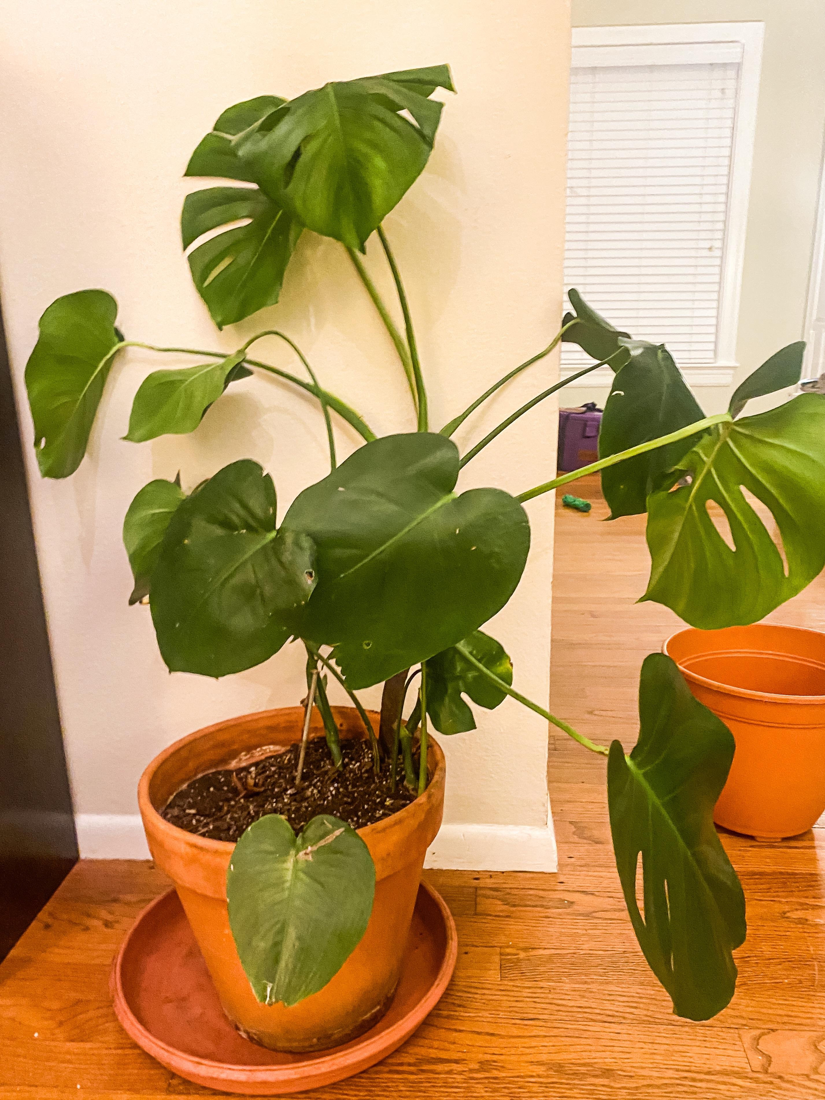 Neighbor made a mess out of my monstera. How can I encourage more foliage/volume on this leggy ...