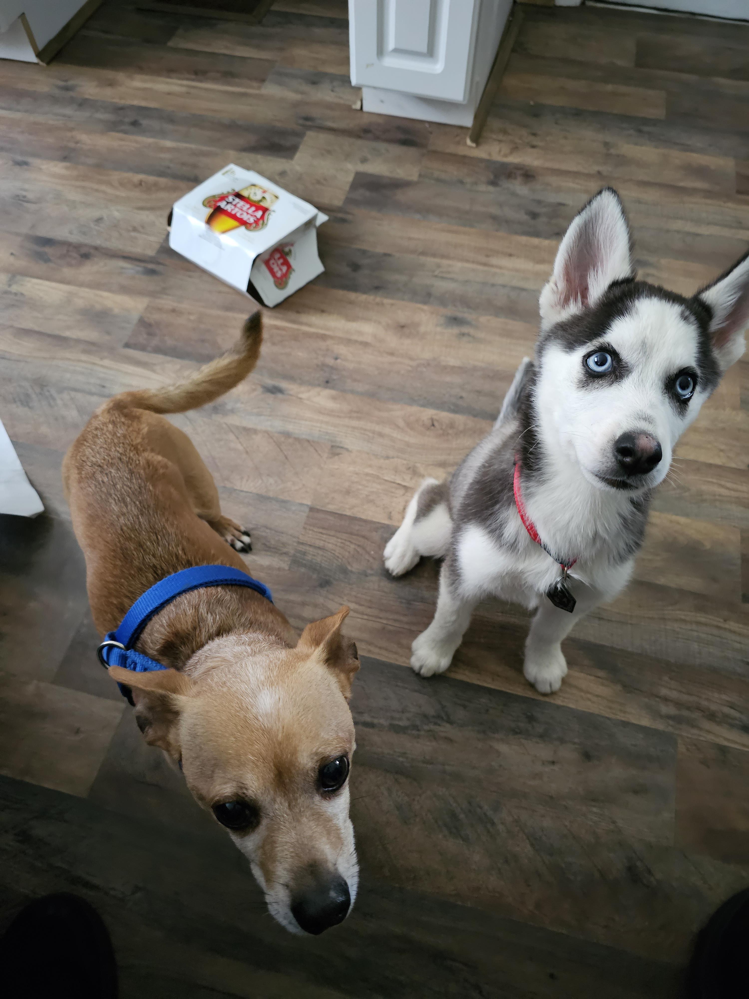 Lola meets new friend | Scrolller