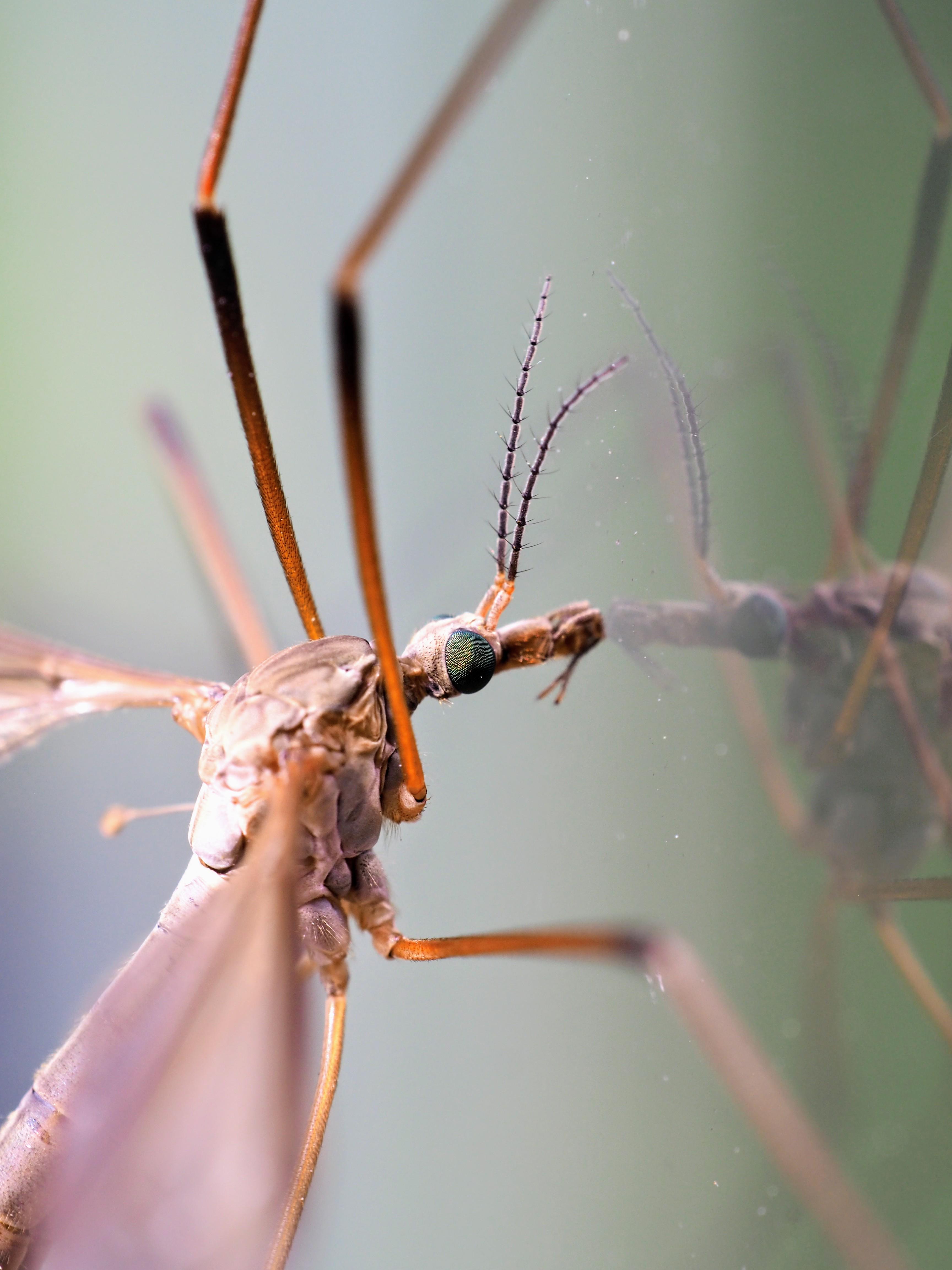 Crane Fly with Meike 60mm macro (E-M10 II - iso 400 f/11) | Scrolller