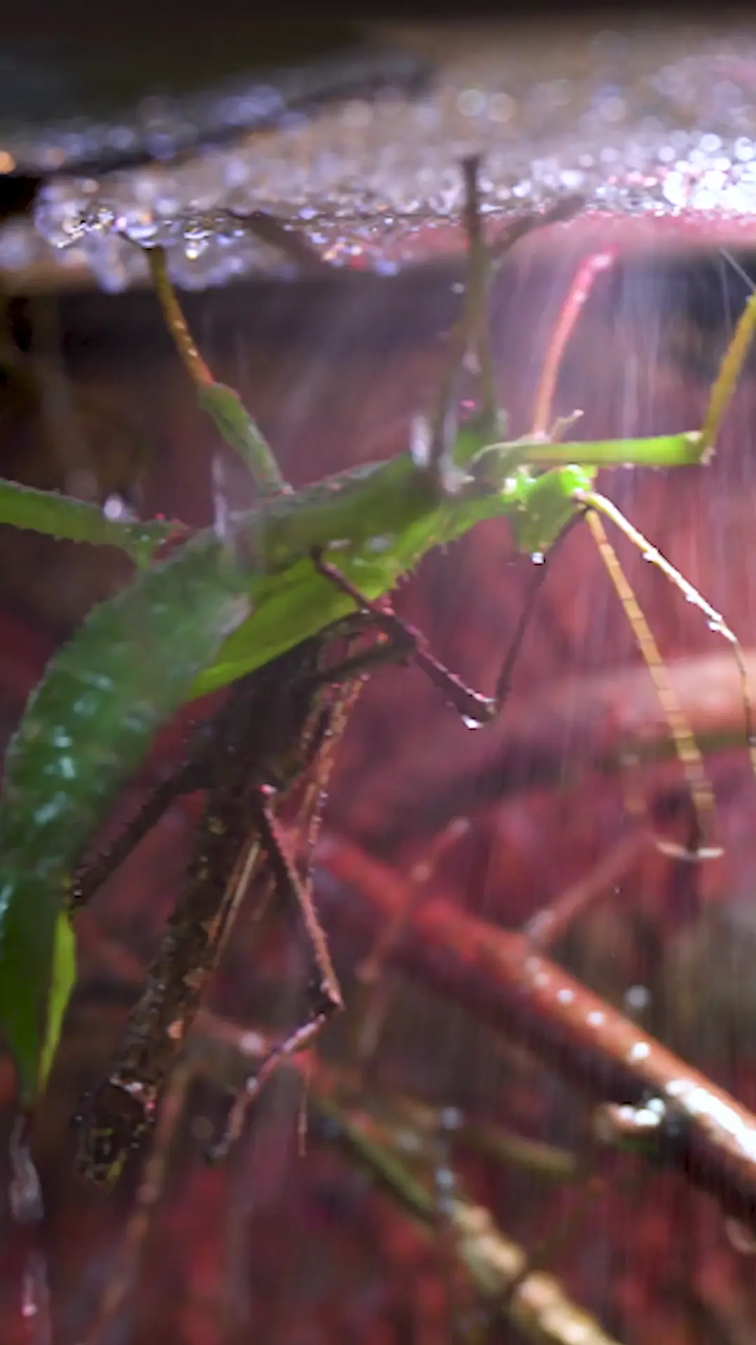 Creating a Thunderstorm for Insect Enrichment | Scrolller