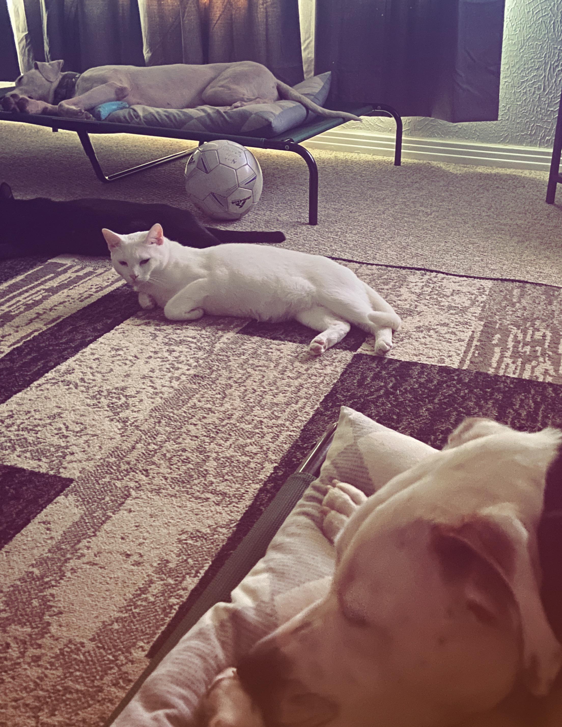 Creatures at rest | Scrolller