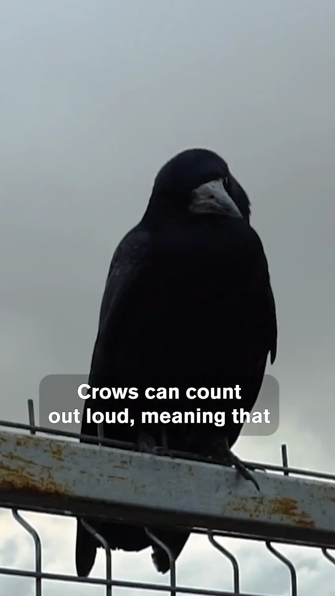 Crows Know How to Count | Scrolller