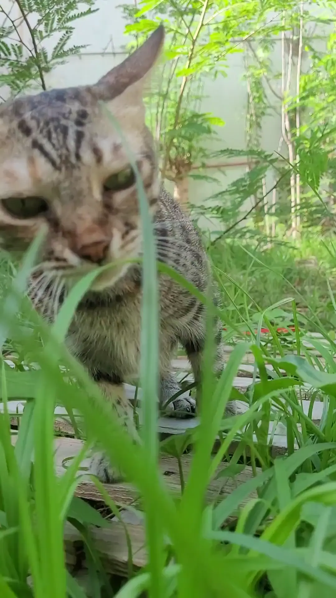 Crunchy grass | Scrolller