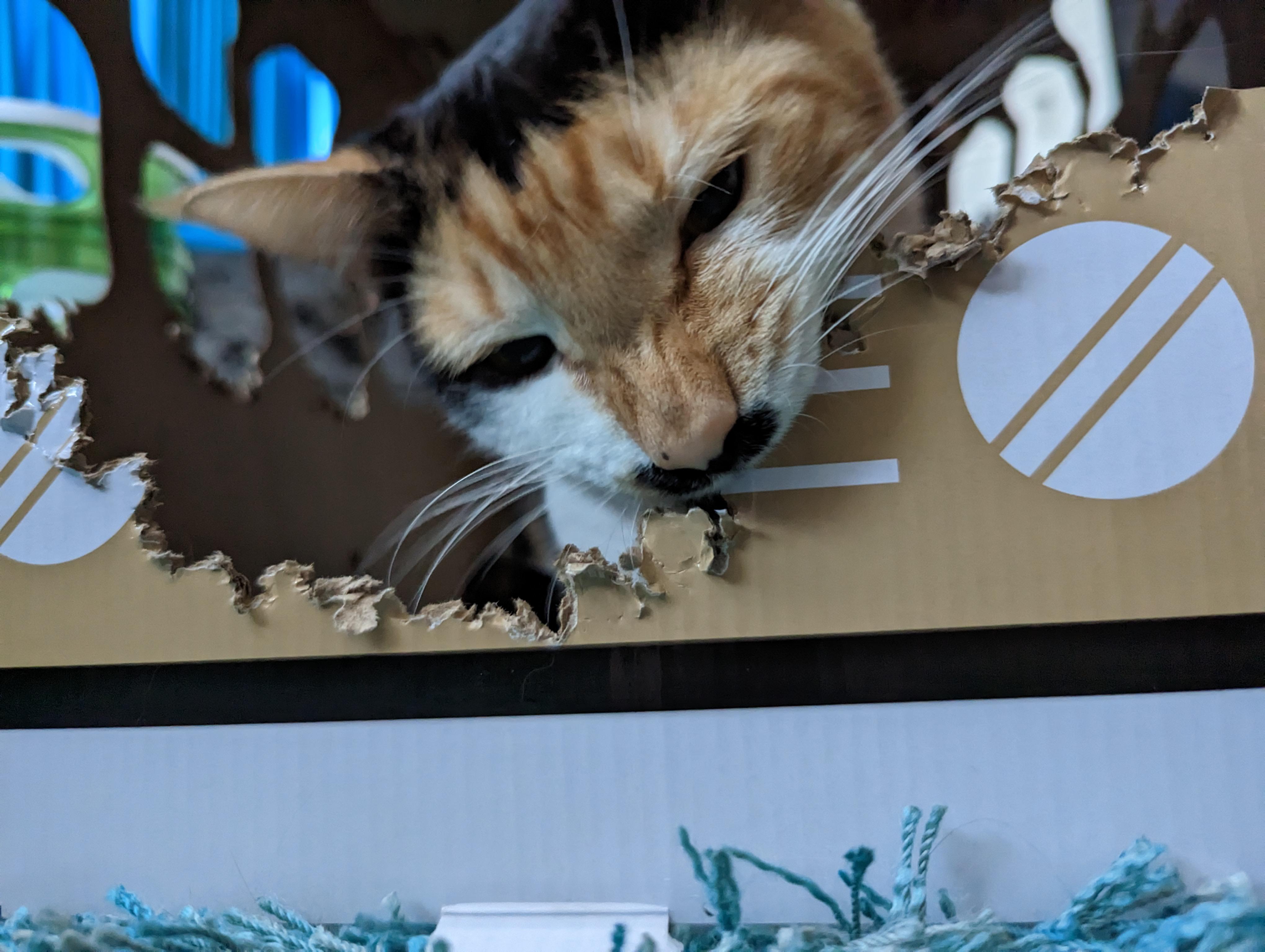 Why do my cats like chewing cardboard? Is it bad for them? They don't seem to be eating it, just ...