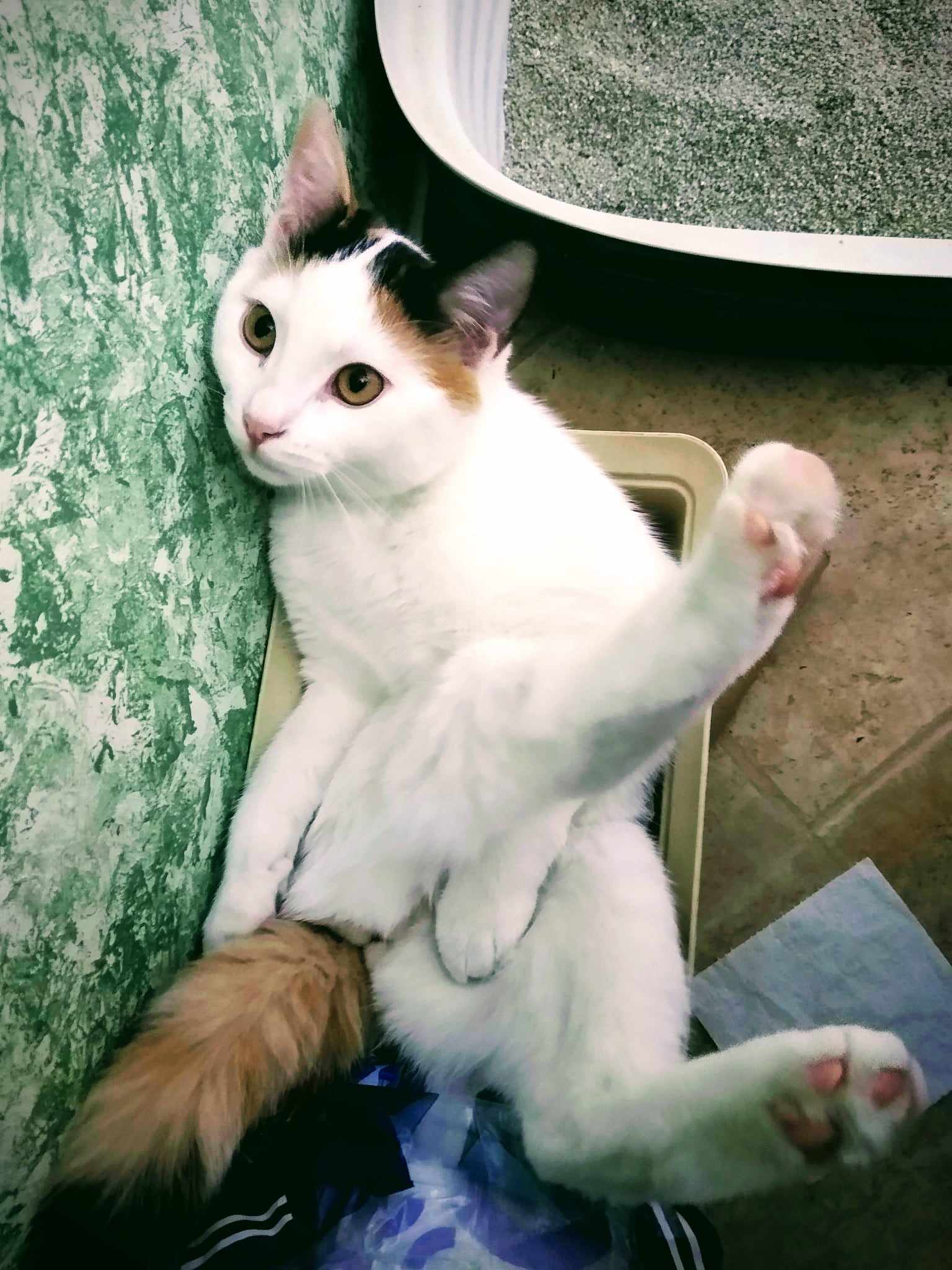 Would love to see what y'all do with this weirdo | Scrolller