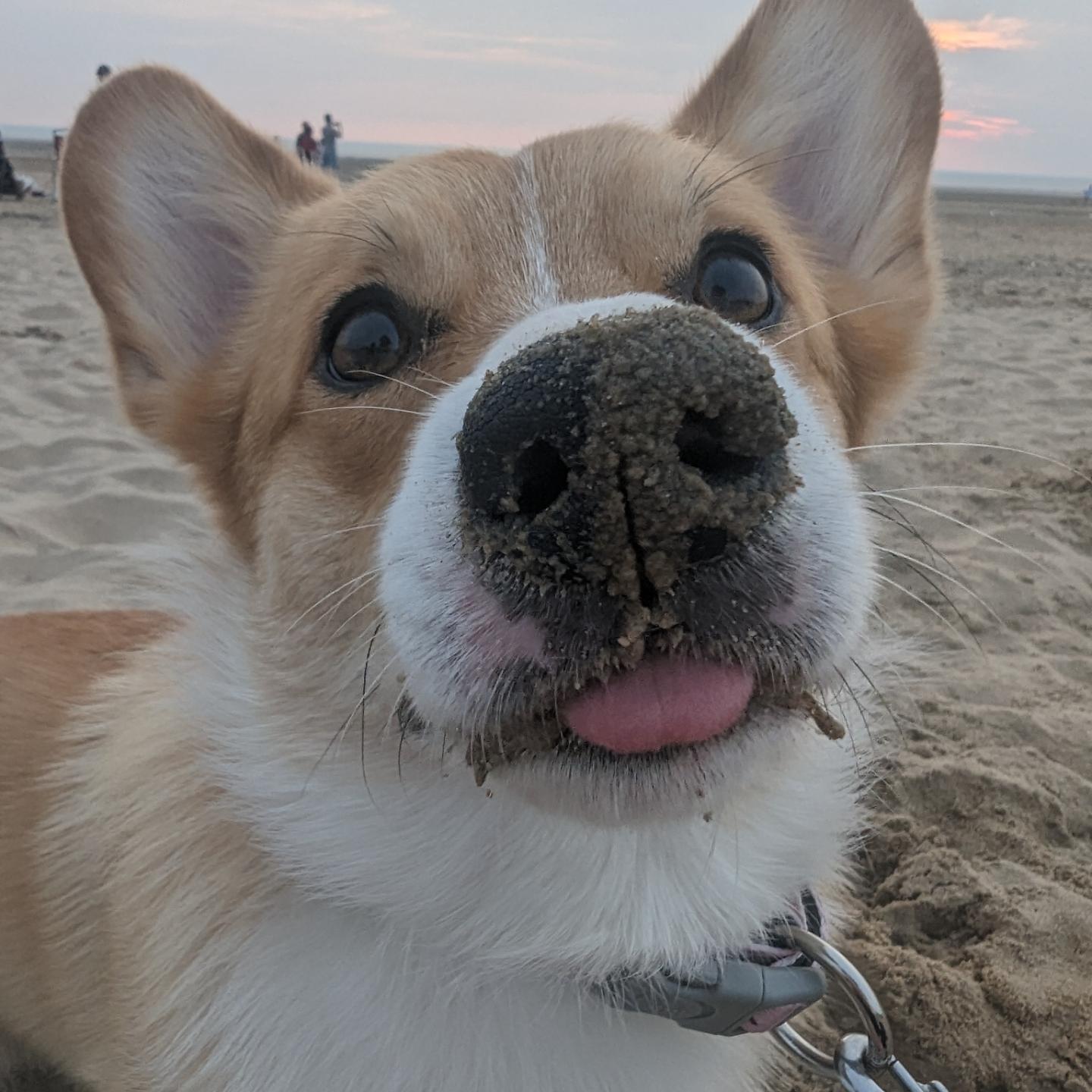 Sandy nose | Scrolller