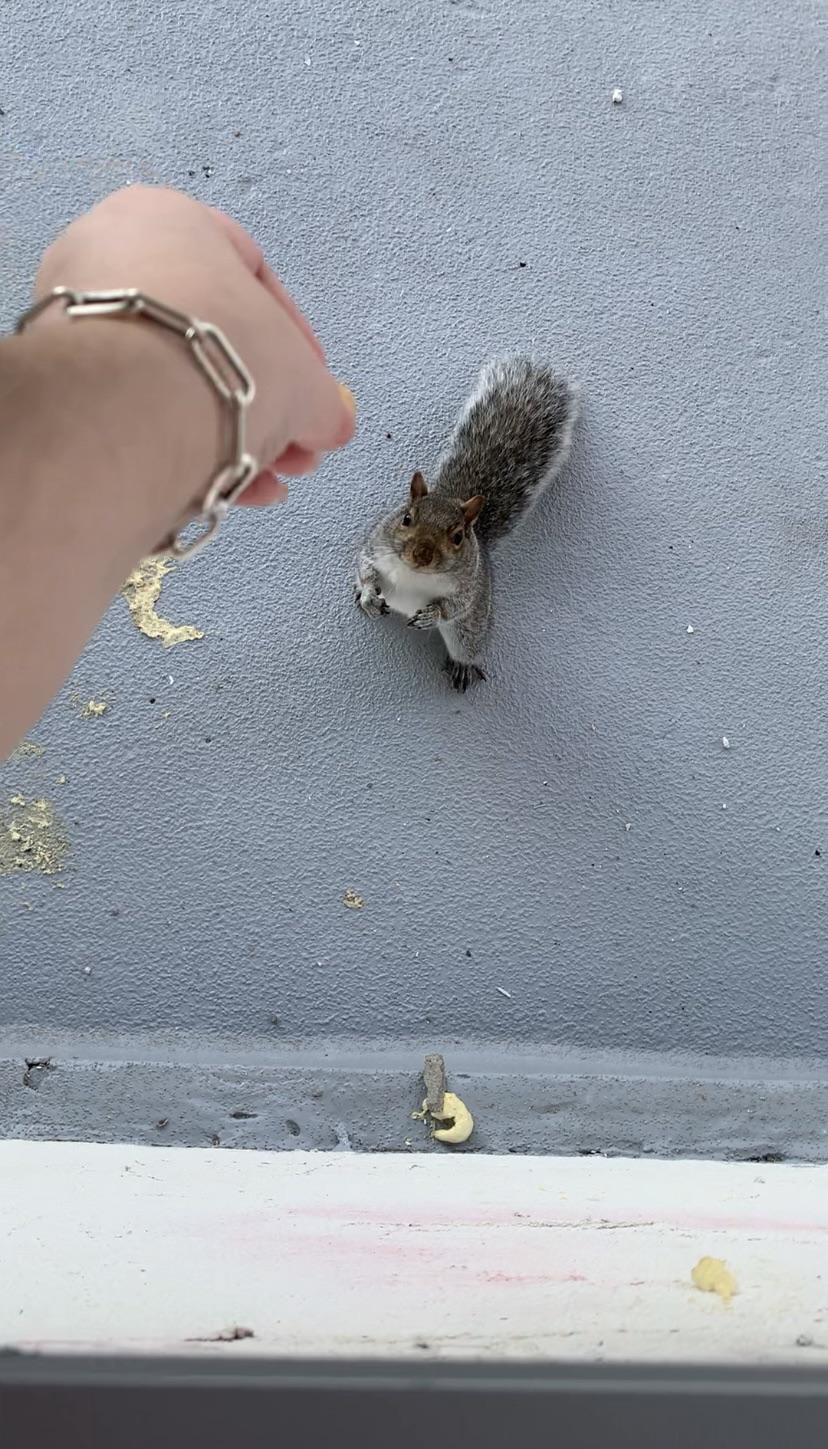 Buff squirrel | Scrolller