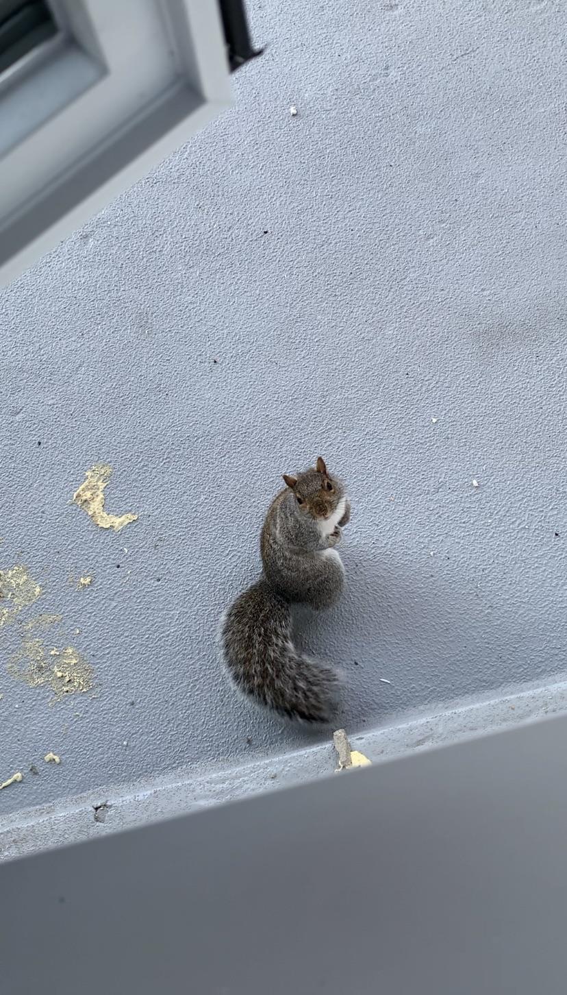 Buff squirrel | Scrolller