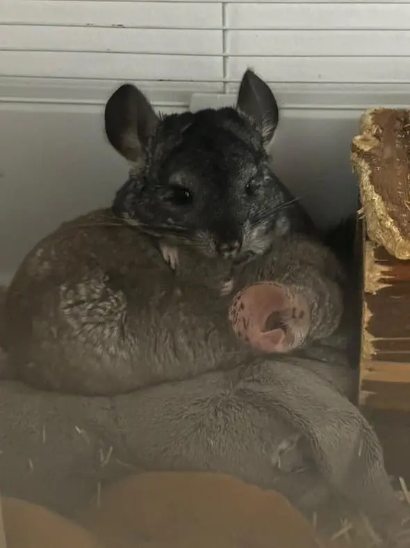 Cuddle buddies | Scrolller