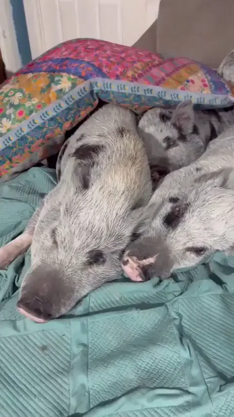 Cuddle Puddle | Scrolller