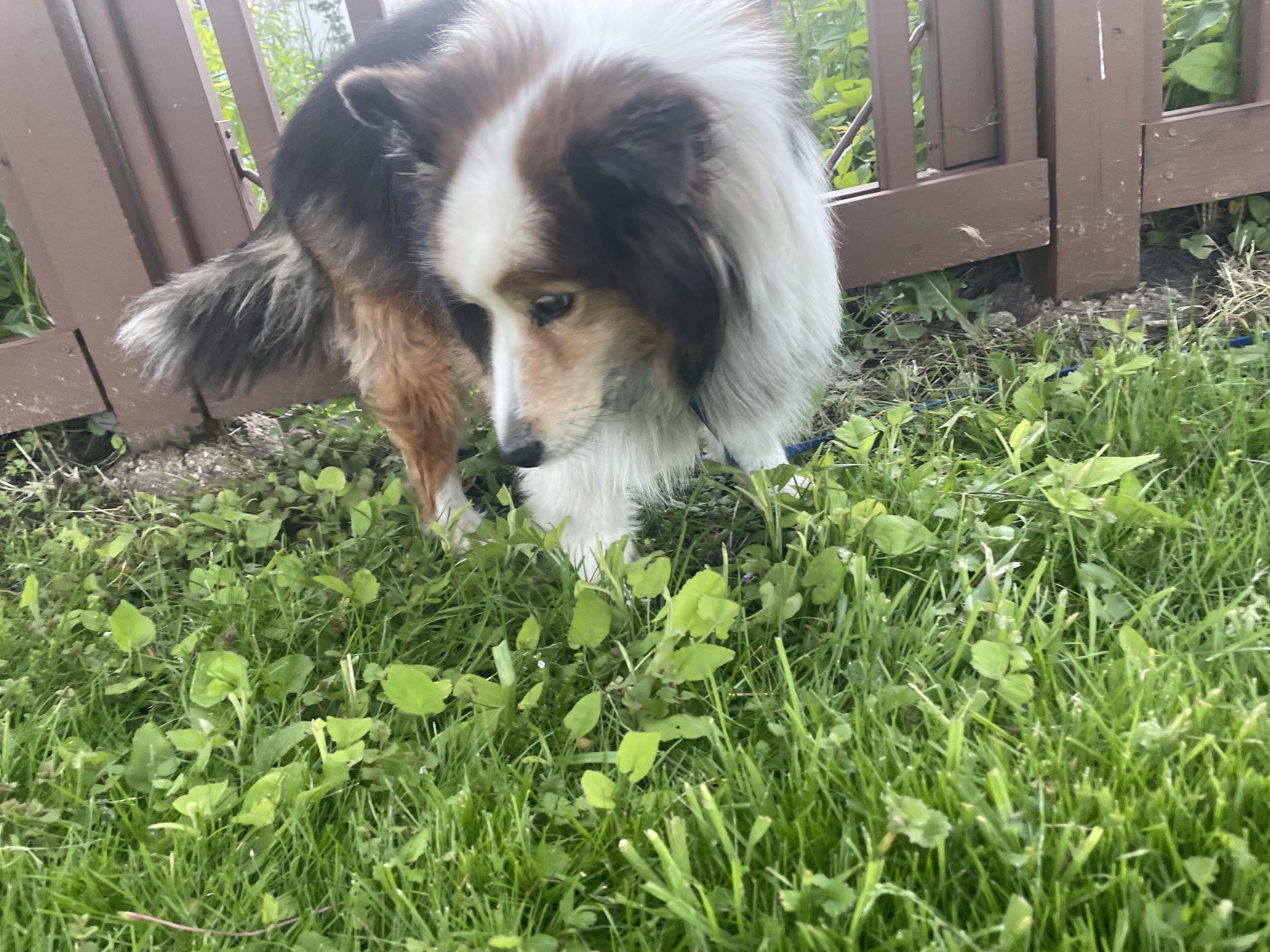Discover more like Sheltie: Curious boy and Related Content | Scrolller