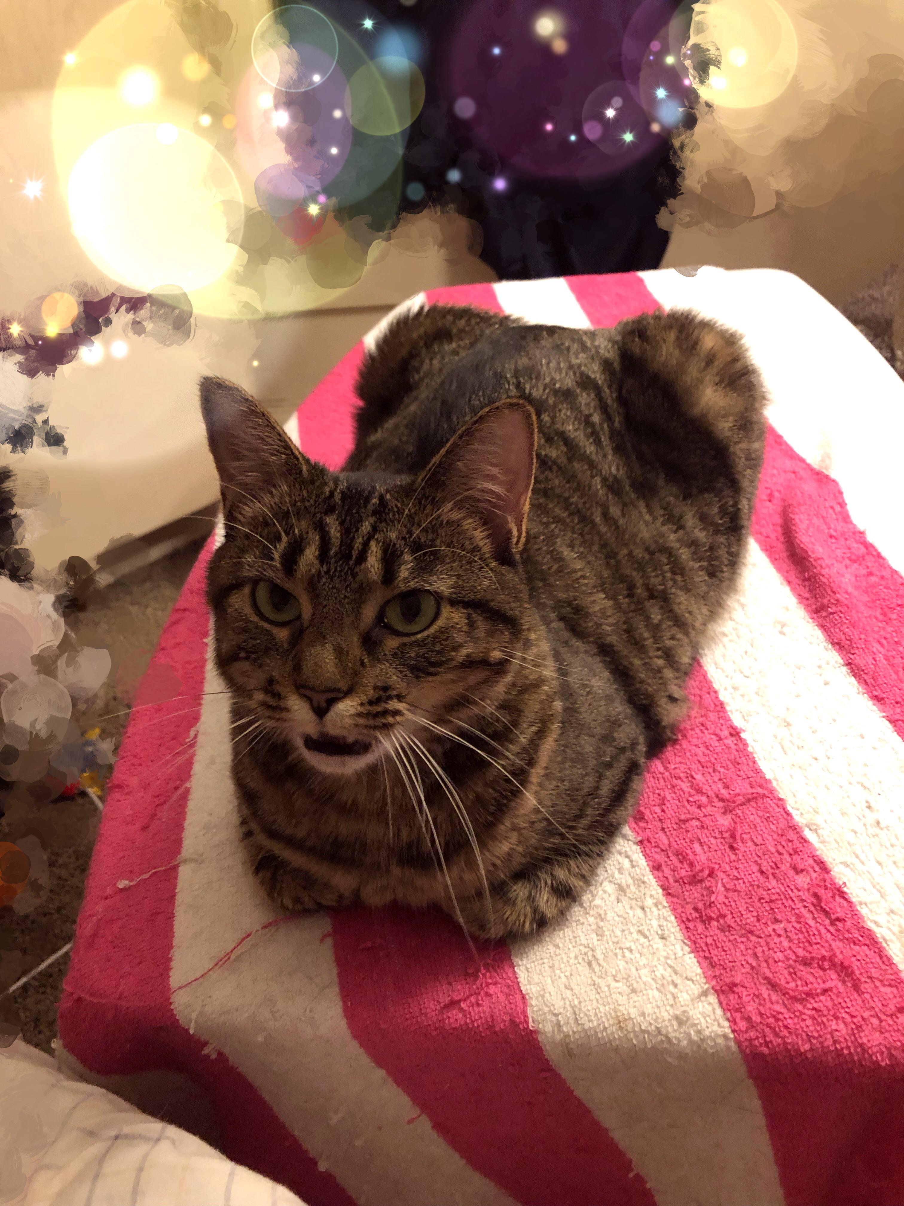 Curious Loaf 🍞 | Scrolller