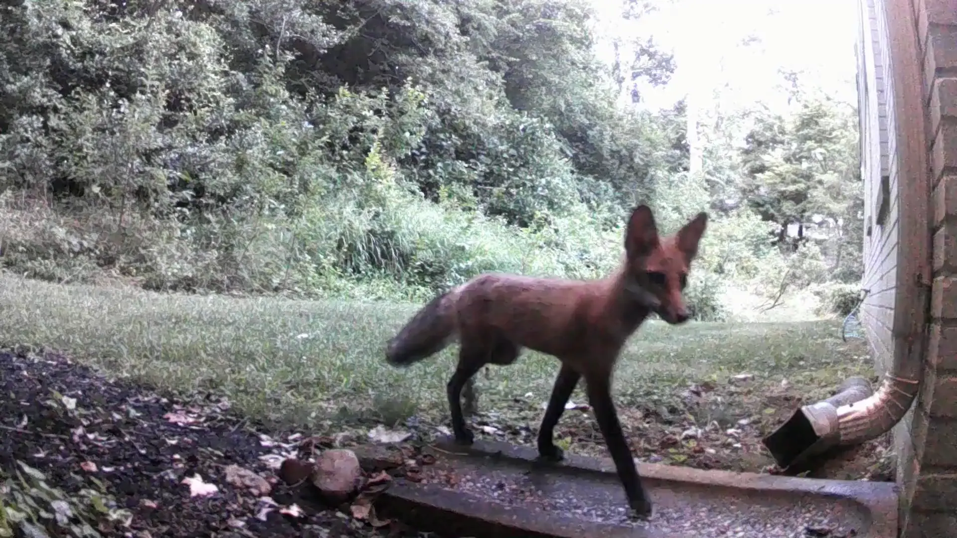 Curious young fox | Scrolller