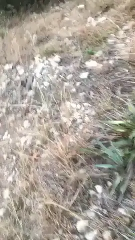 cursed_cow | Scrolller