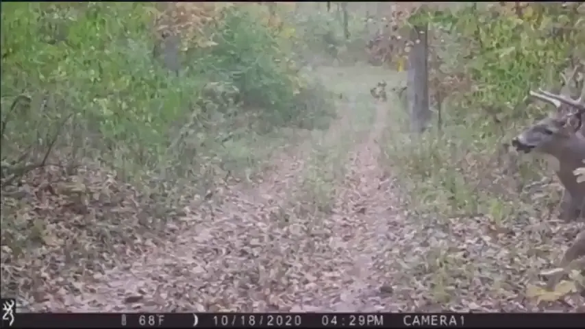 cursed_deer | Scrolller