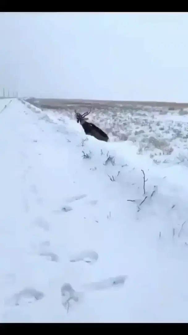 cursed_deer | Scrolller