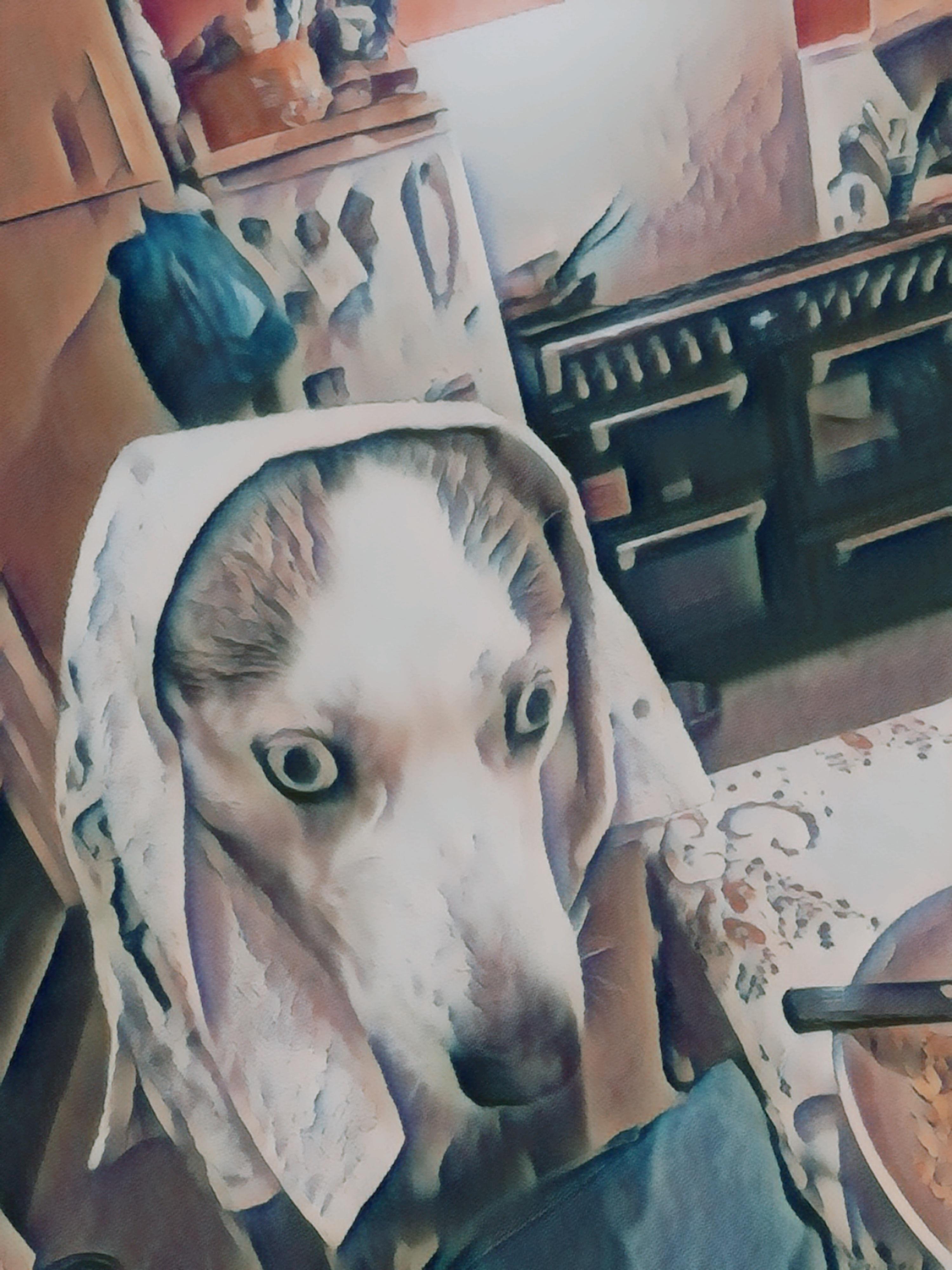 Cursed dog | Scrolller