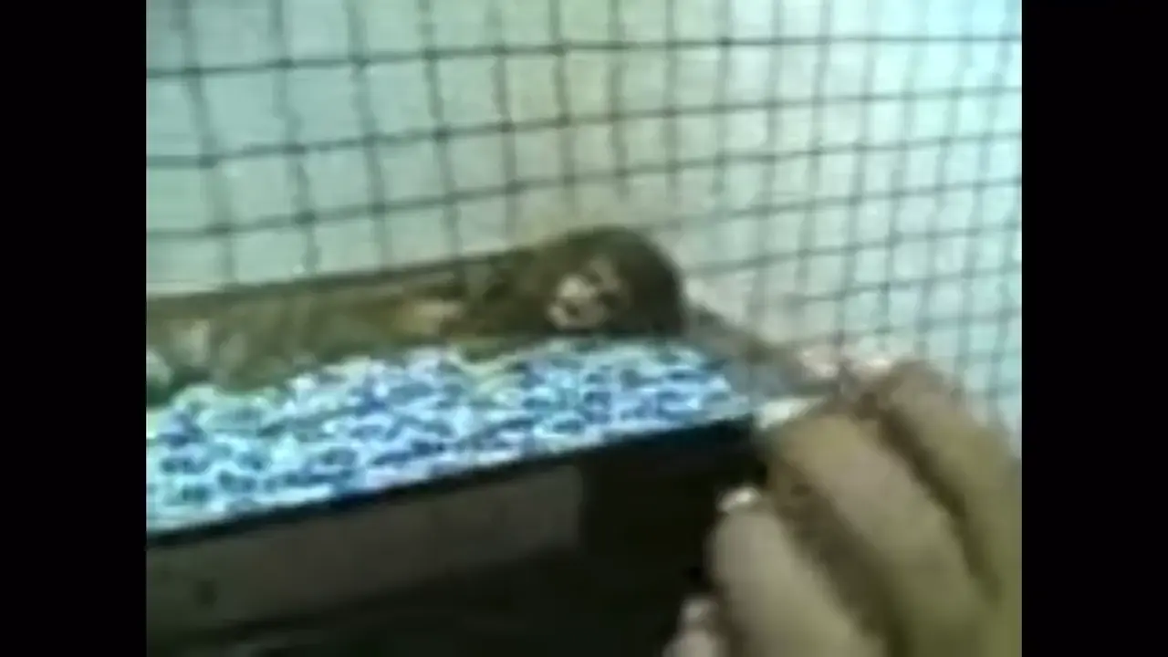 cursed_dog | Scrolller