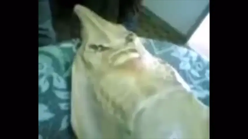 Cursed_fish | Scrolller