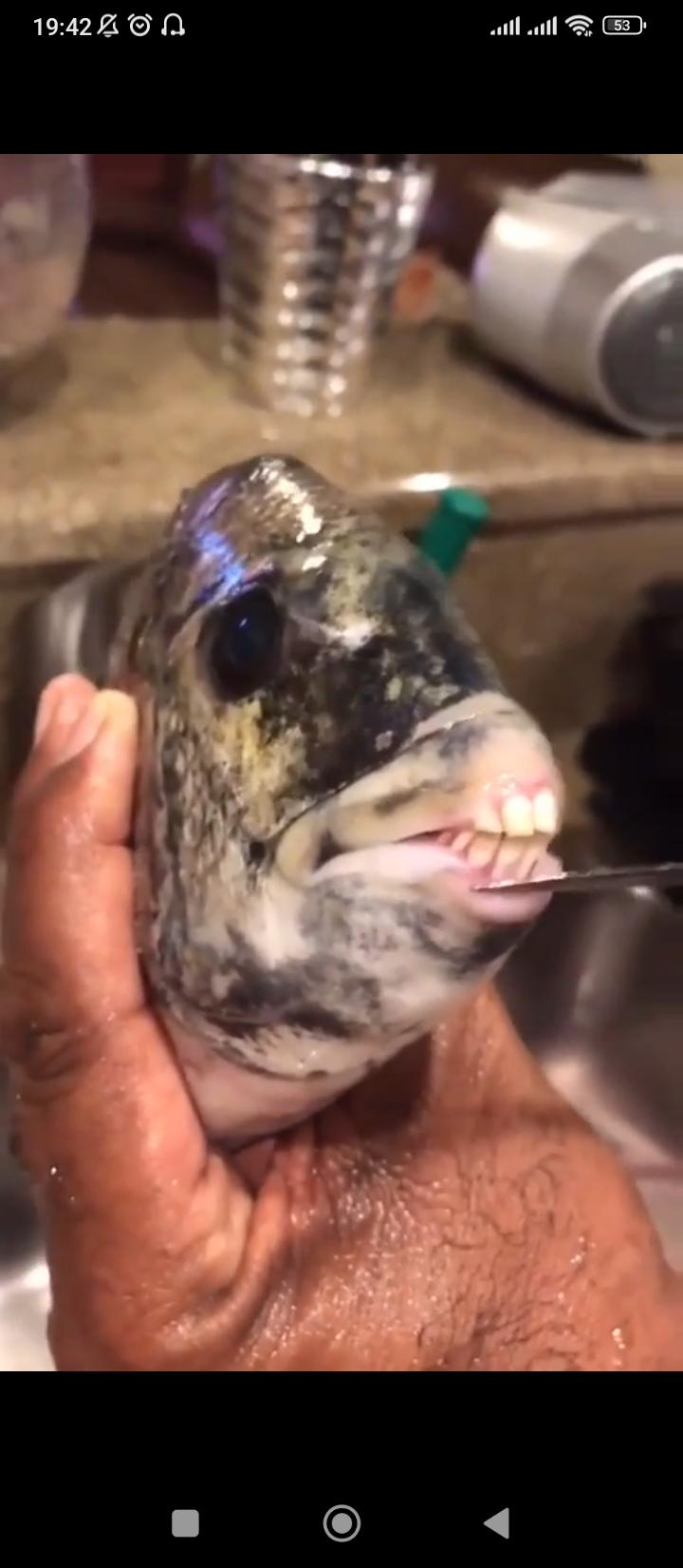 Cursed fish | Scrolller