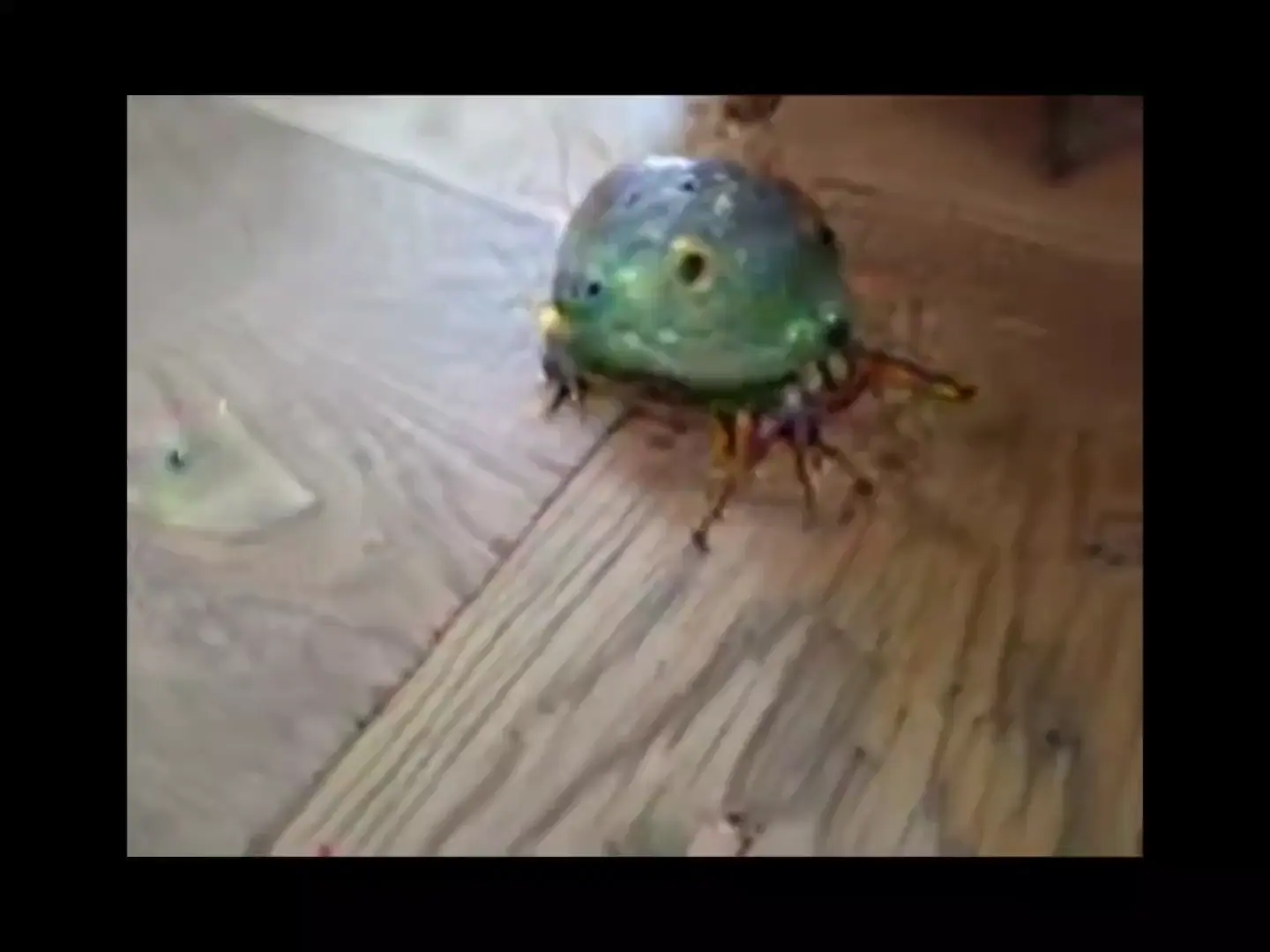 Cursed_frog | Scrolller