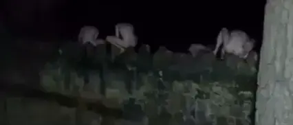 cursed_frogs | Scrolller