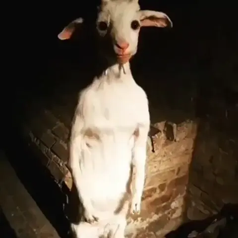 Cursed_goat | Scrolller