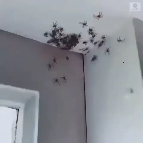 cursed_house | Scrolller