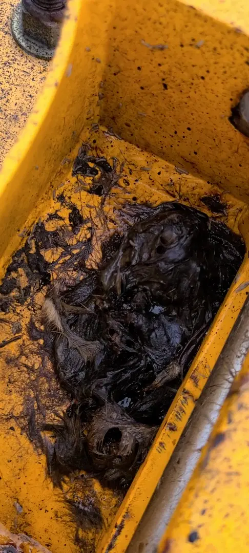 Cursed_meat_update | Scrolller