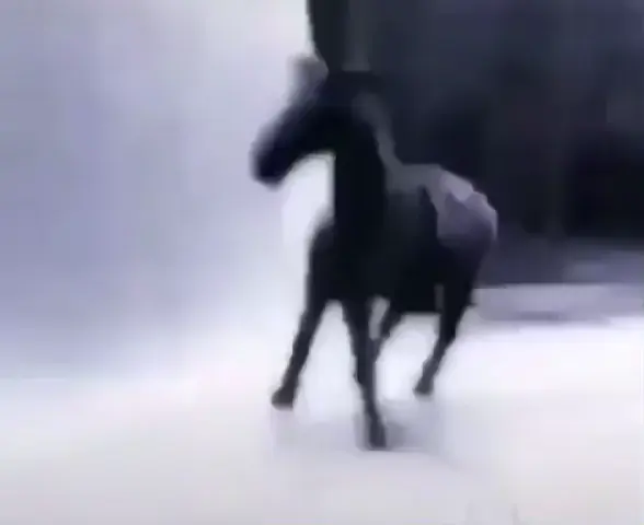 Cursed_momentohorse | Scrolller