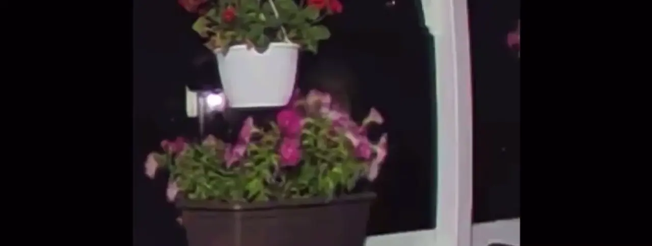 cursed_motion is detected at your front door | Scrolller