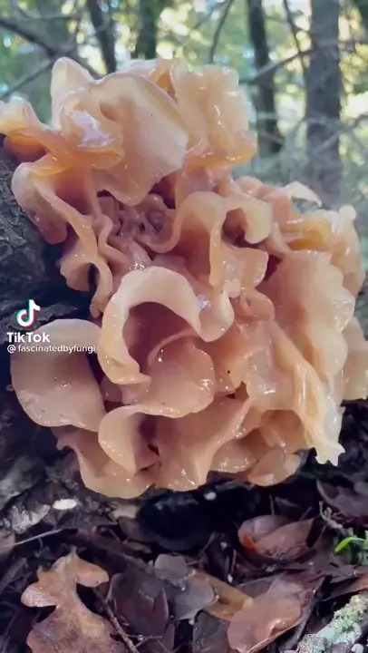 Cursed_mushroom foraging | Scrolller