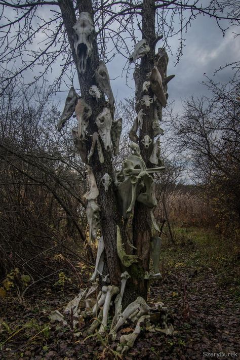 Cursed_Tree | Scrolller