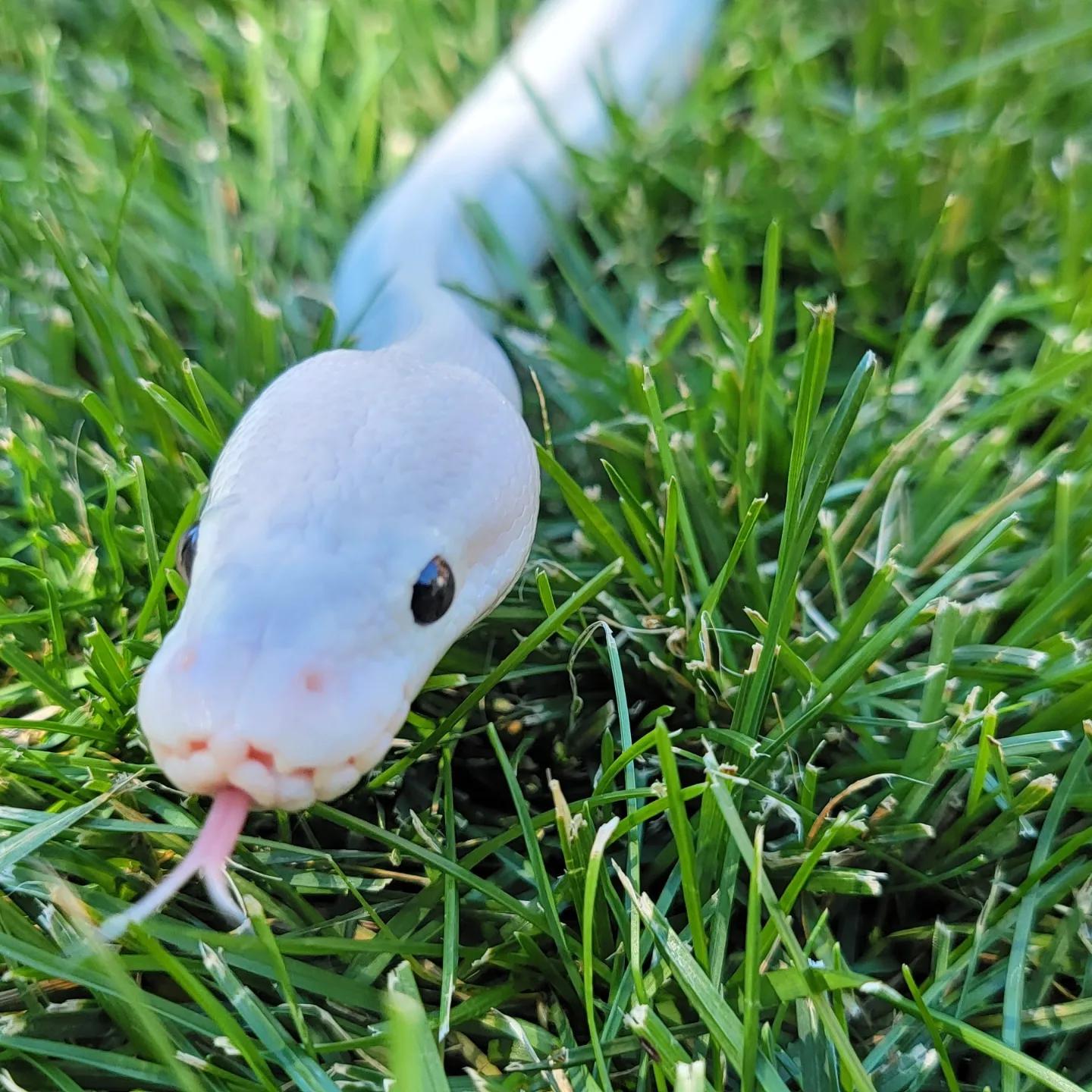 Zeus being a majestic photogenic snake | Scrolller