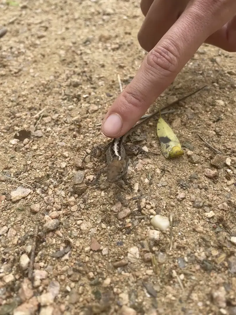 Cute lizard | Scrolller