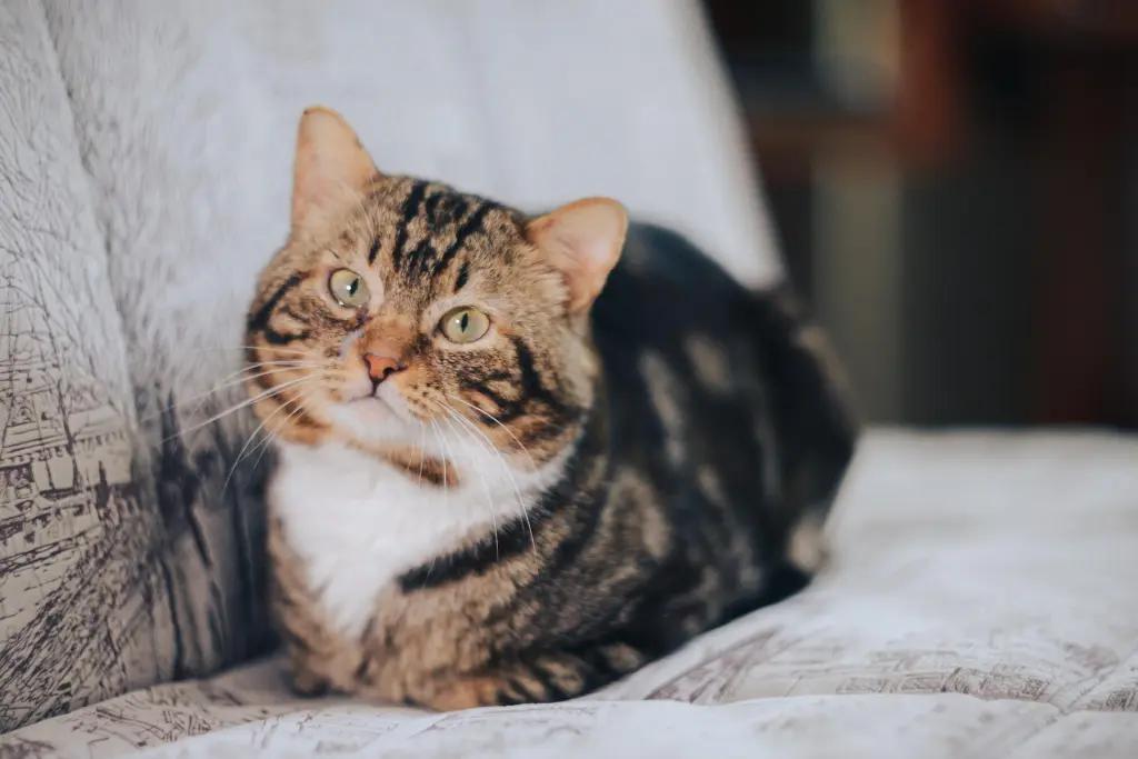 Cute loaf | Scrolller
