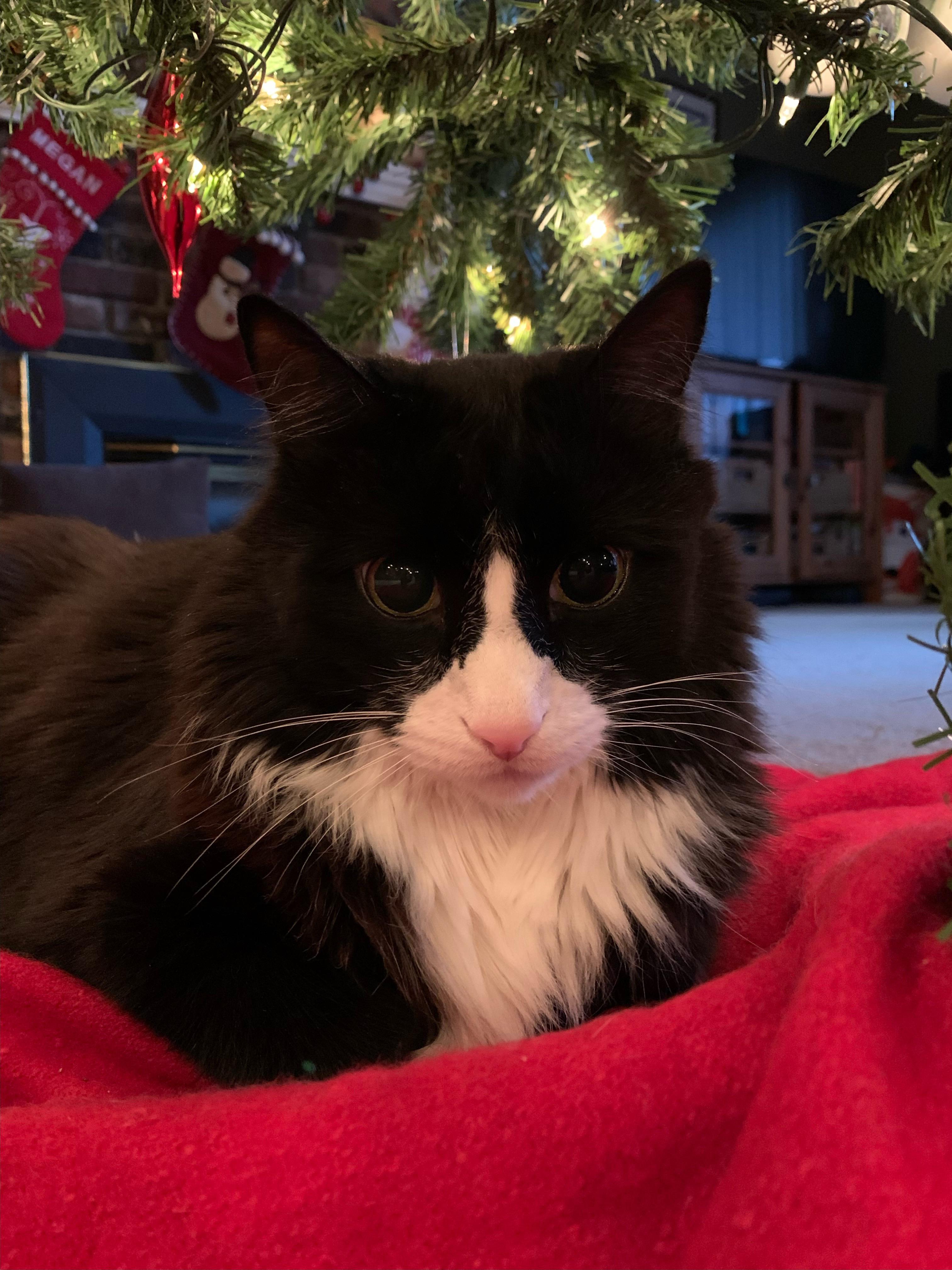 Cute loaf | Scrolller