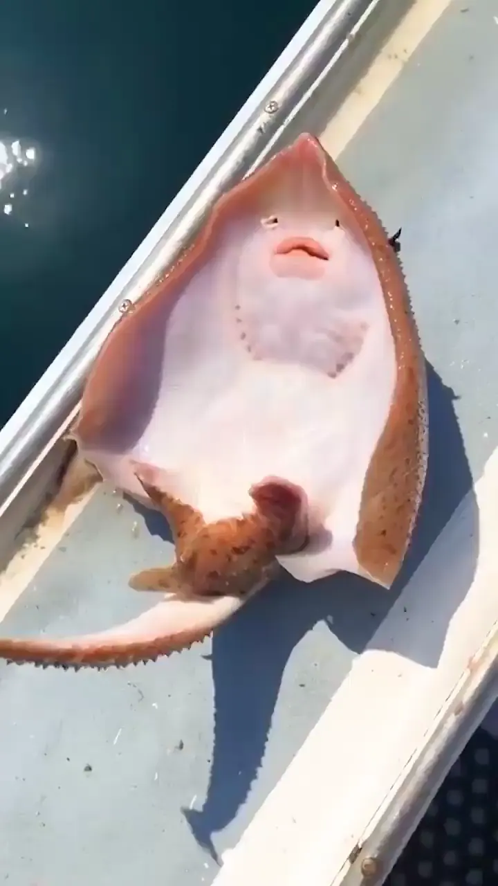 Cute manta ray | Scrolller